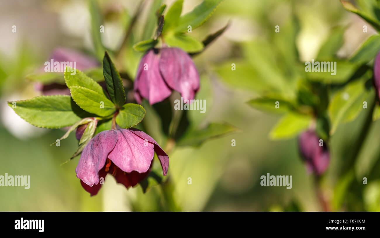 Beautiful bud deep purple hi-res stock photography and images - Alamy