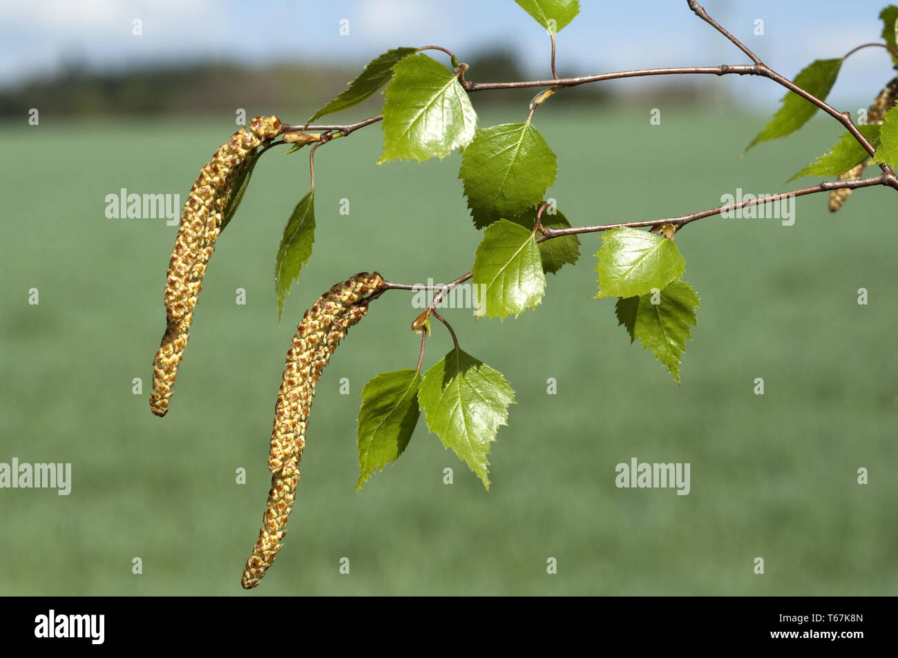 Birch Pollen High Resolution Stock Photography and Images - Alamy