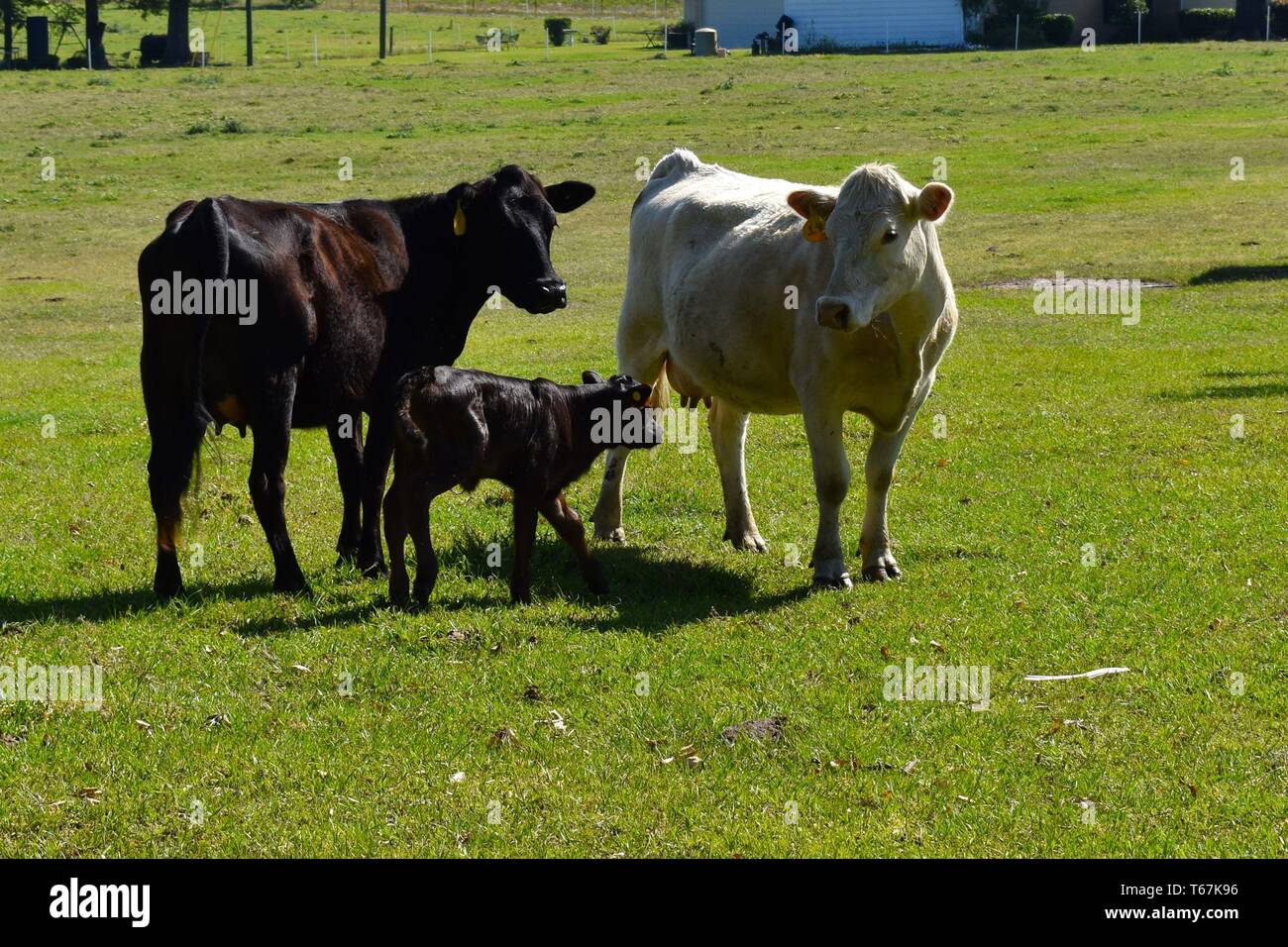 Two cows calf in hi-res stock photography and images - Alamy