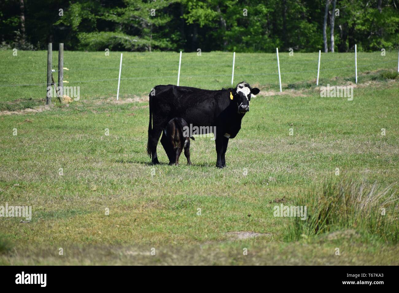 New calf nursing in a field with mom Stock Photo - Alamy
