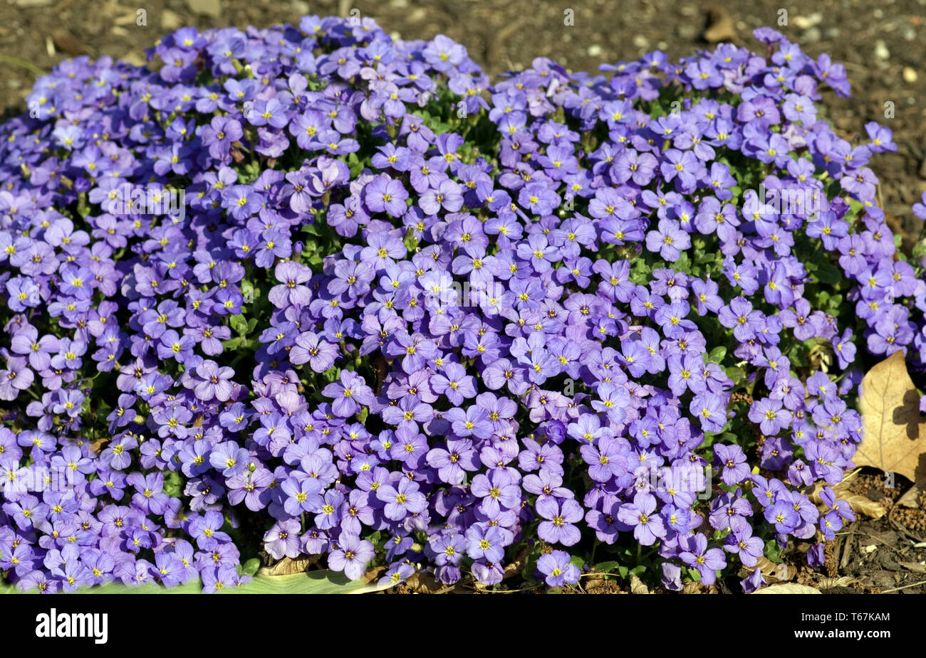 Purple rockcress hi-res stock photography and images - Alamy