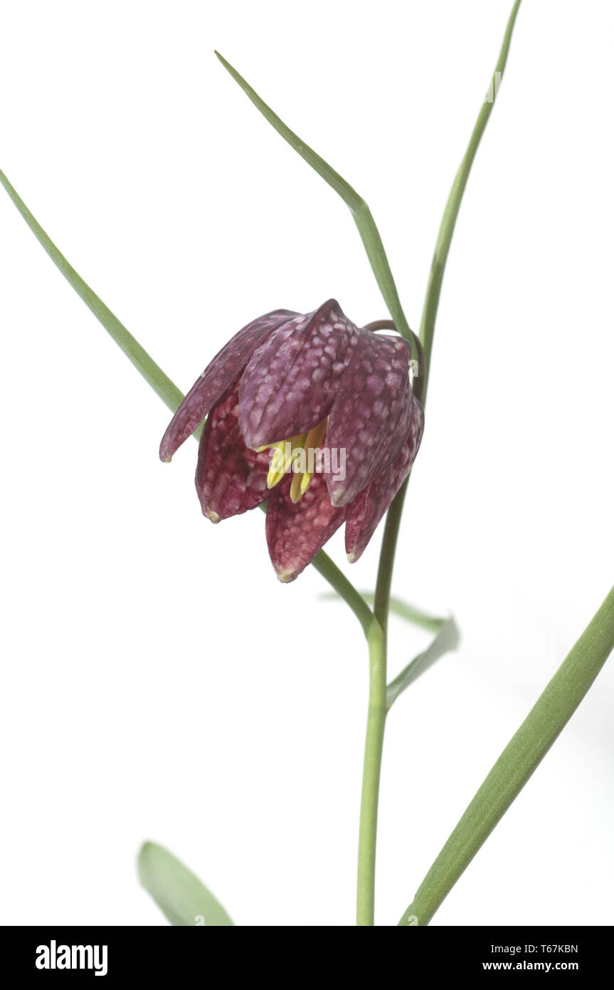 checkered daffodil [Fritillaria meleagris] Stock Photo - Alamy