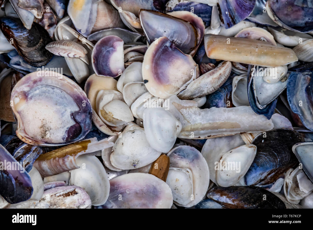 Paua shells hi-res stock photography and images - Alamy