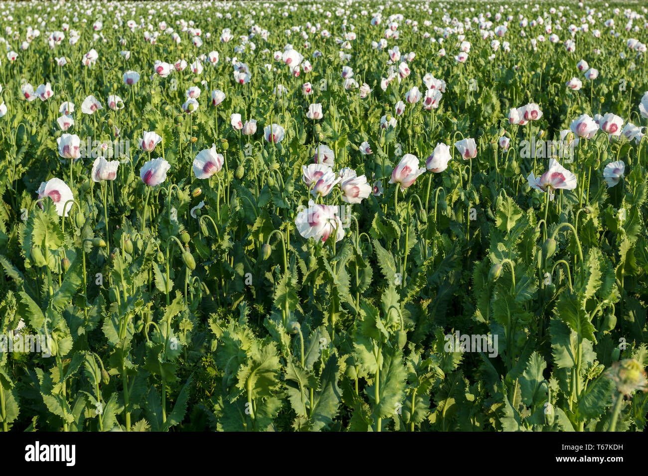 agriculture poppy field Stock Photo - Alamy