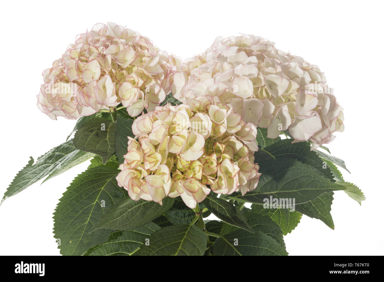 Hydrangea single cream flower hi-res stock photography and images - Alamy