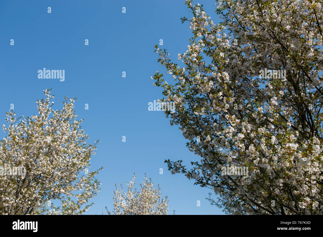 Riga latvia flower garden design hi-res stock photography and images ...