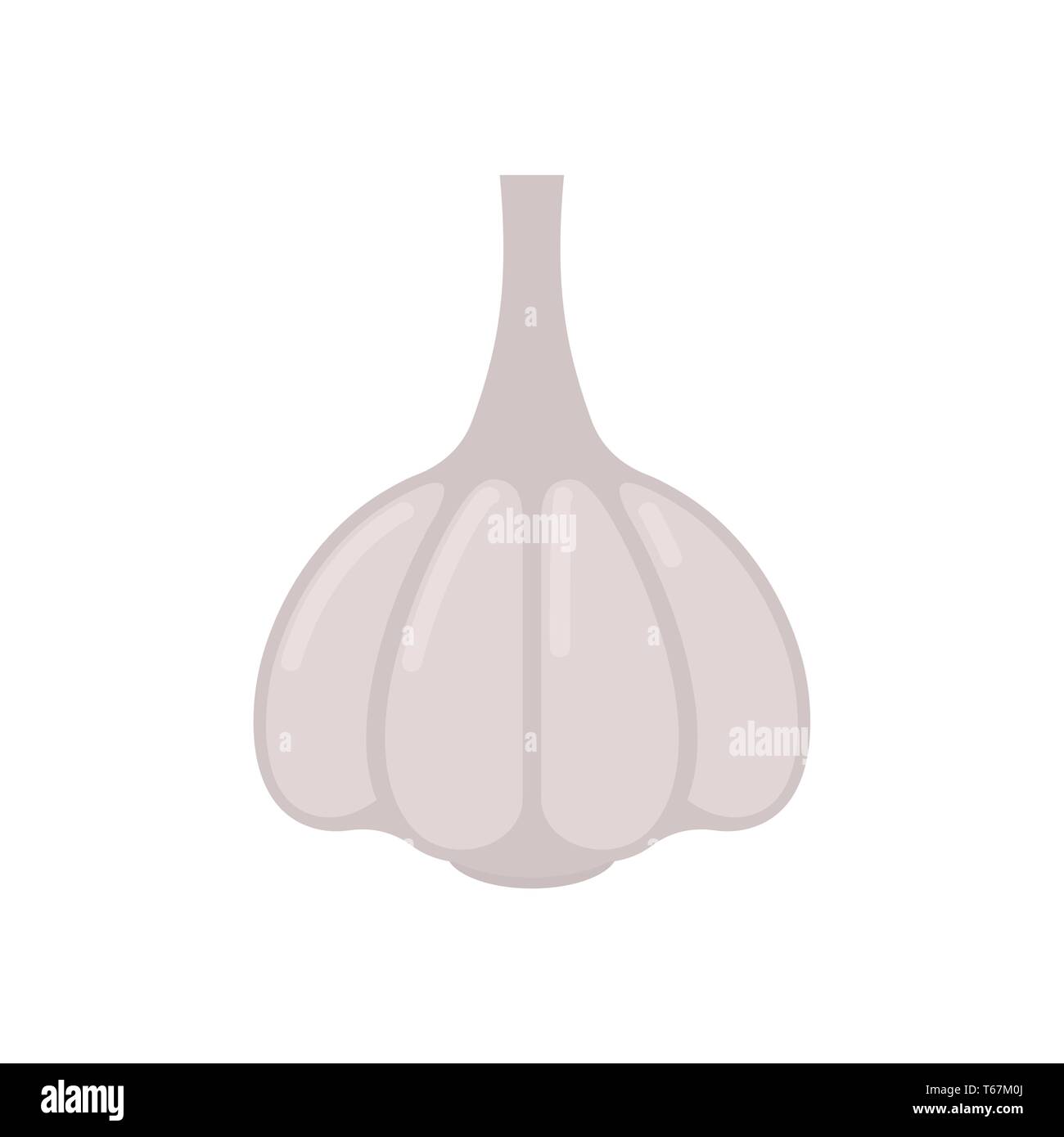 Garlic isolated. Vegetable on white background. Vector illustration ...