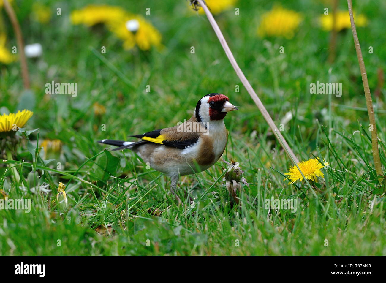 Aduit behavior bird birds hi-res stock photography and images - Alamy