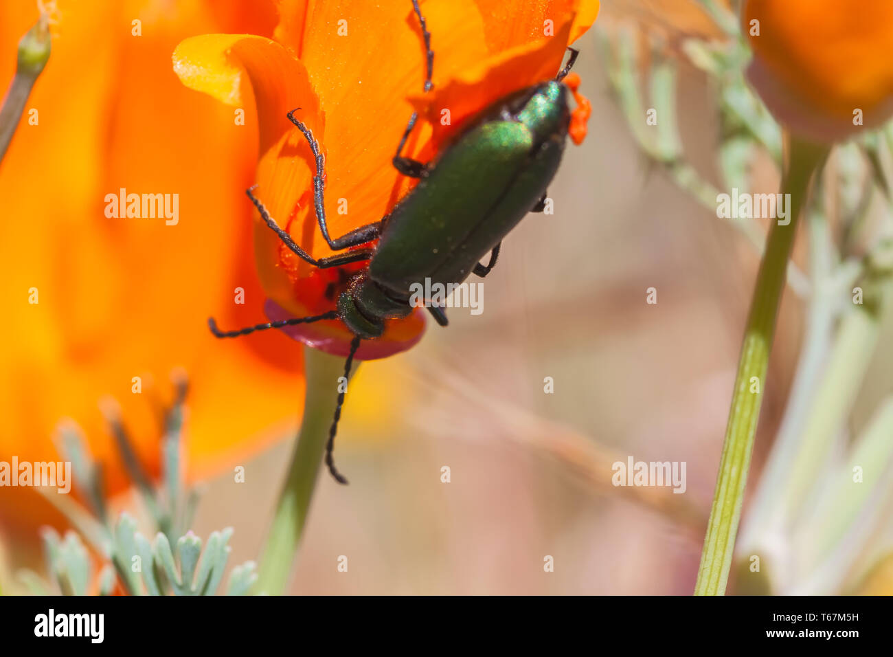 Green blister beetle (Lytta stygica) feeds on a California poppy flower ...