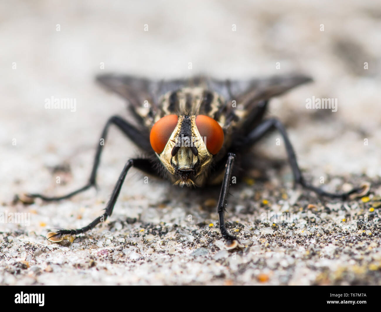 Diptera Meat Fly Insect On Rock Wall Stock Photo - Alamy