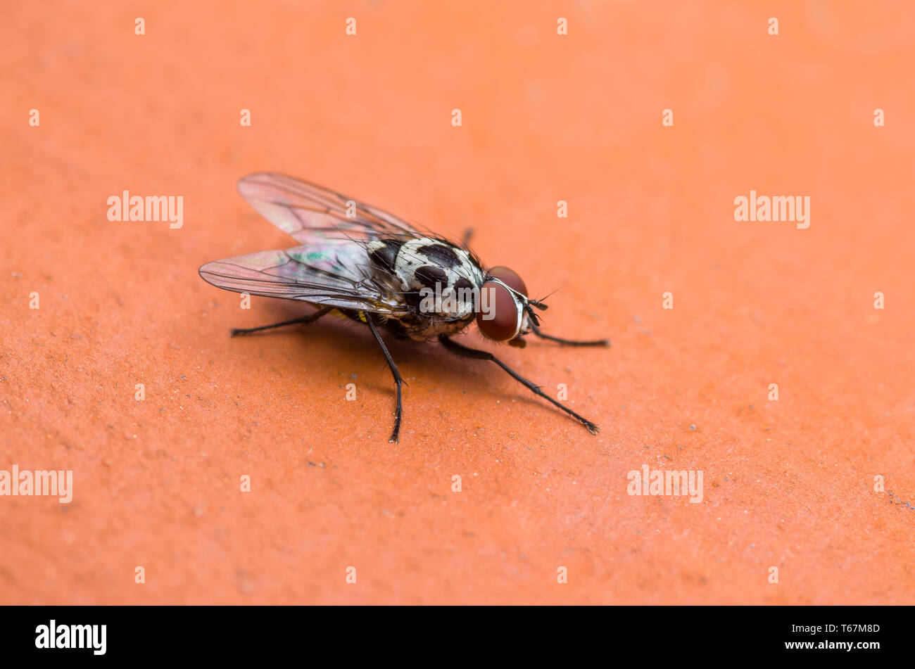Diptera Meat Fly Insect On Red Background Stock Photo - Alamy