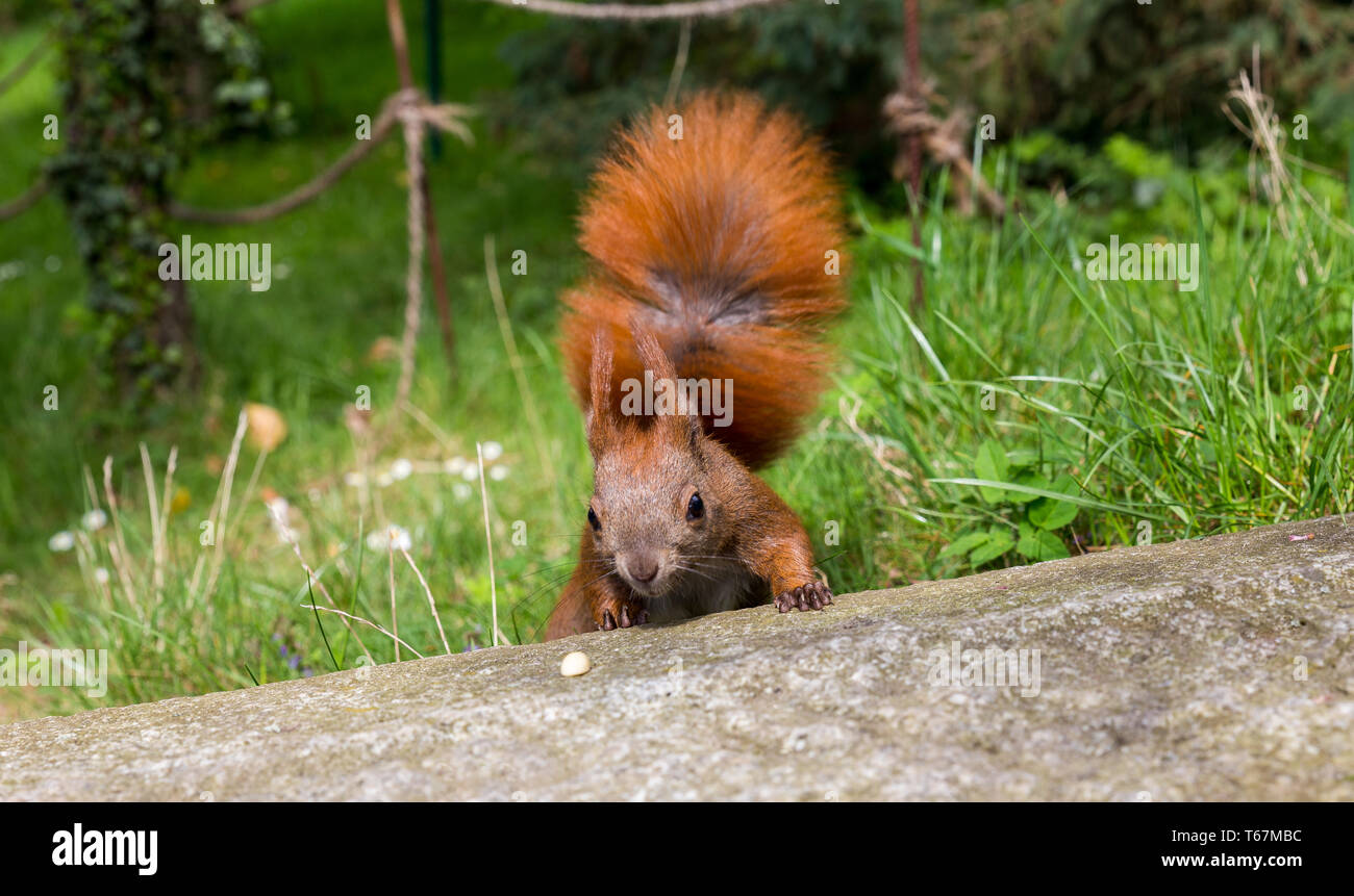Eurasian red squirrel Stock Photo - Alamy