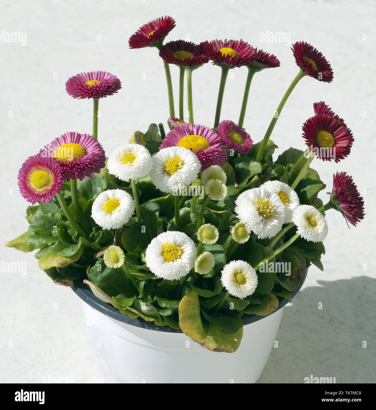 Daisy, Bellis, Perennis Stock Photo - Alamy