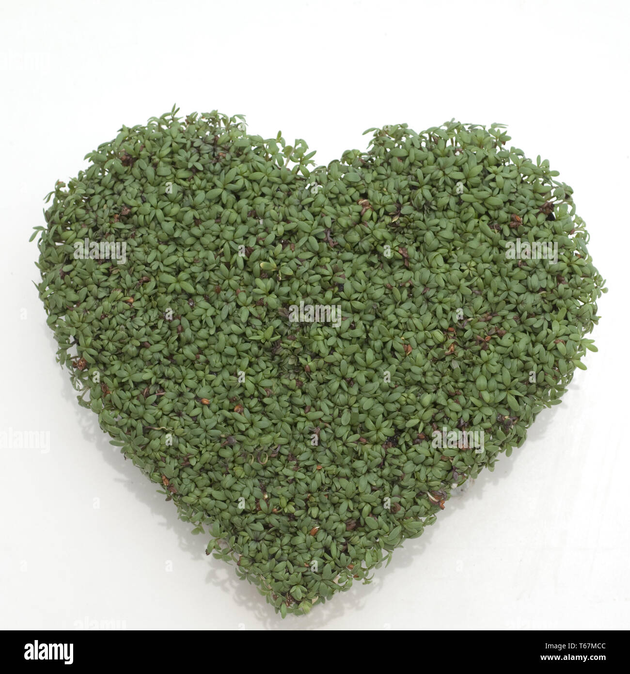 pepperwort or garden cress, Lepidium sativum Stock Photo - Alamy