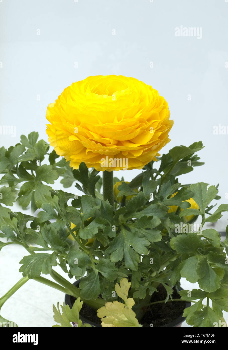 Persian buttercup, Ranunculus asiaticus Stock Photo - Alamy