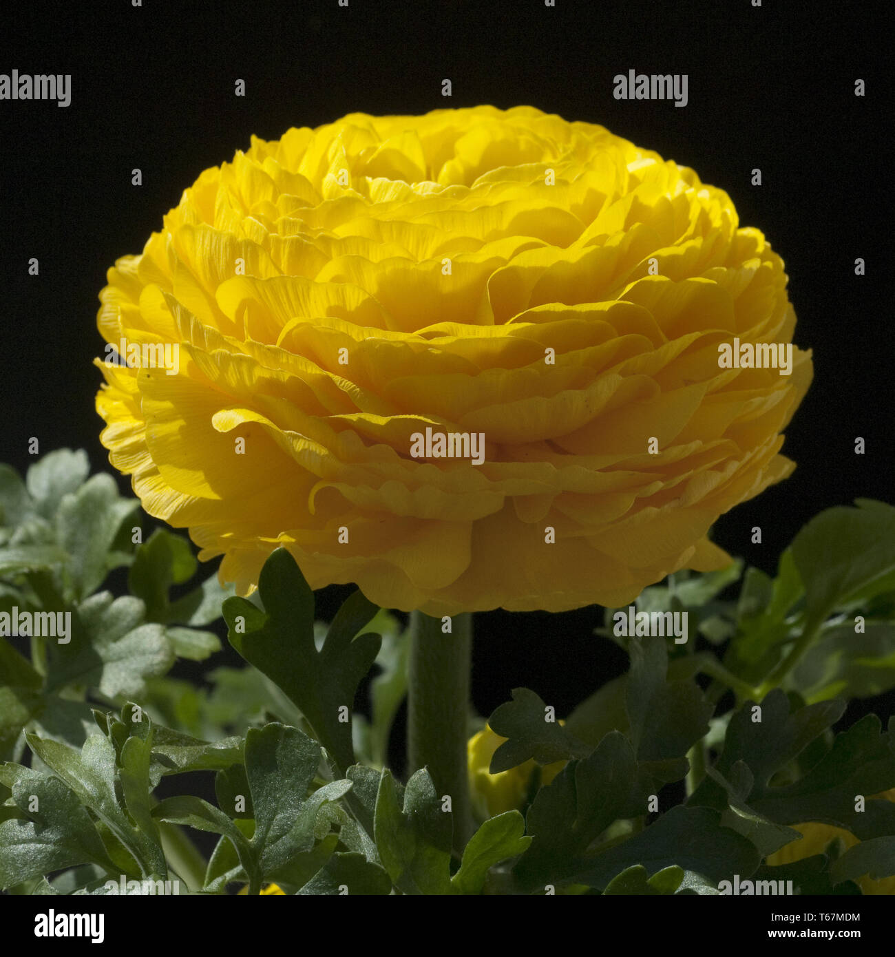 Persian buttercup, Ranunculus asiaticus Stock Photo - Alamy