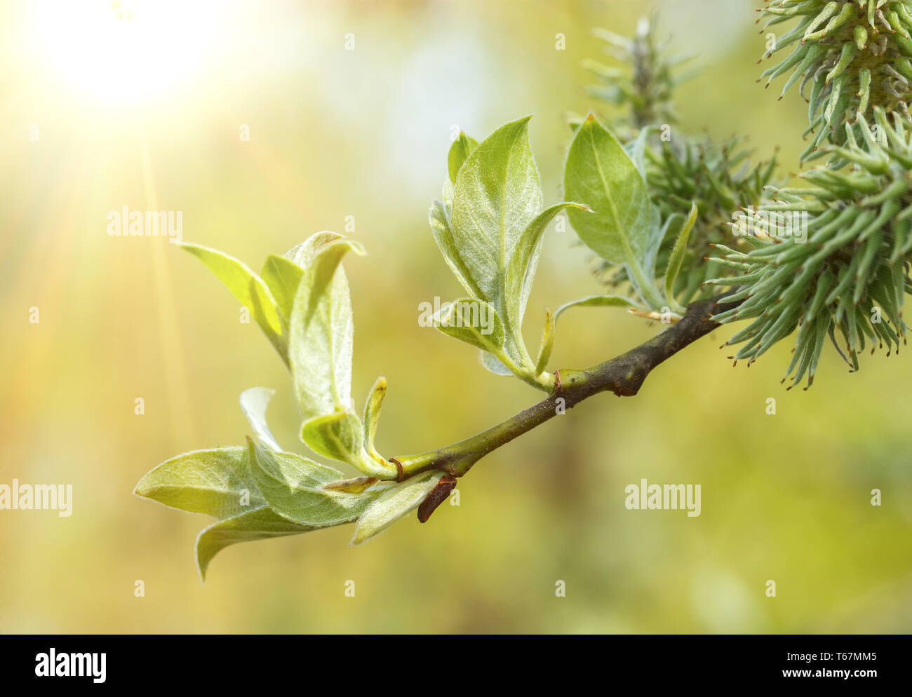Green spring background Stock Photo - Alamy