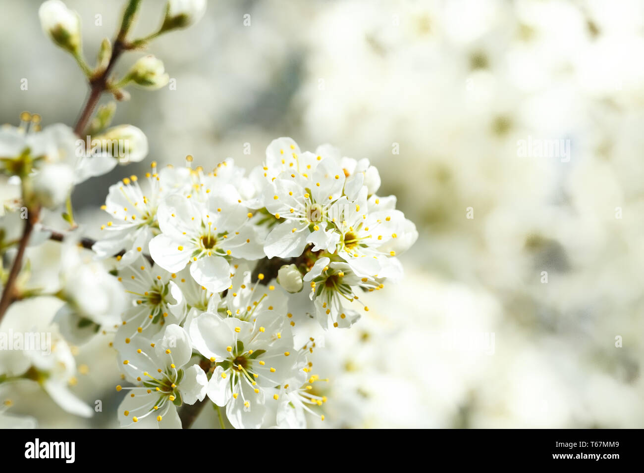 Blossoming tree in spring with very shallow focus Stock Photo - Alamy