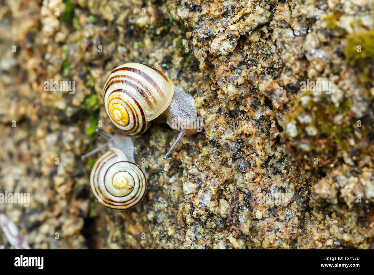 small garden snail Stock Photo - Alamy