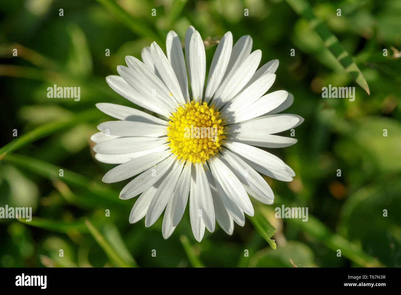 small daisy flower Stock Photo - Alamy