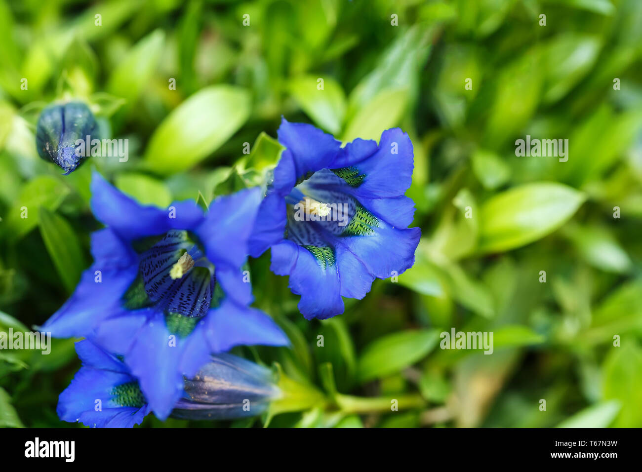 Trumpet gentiana blue spring flower in garden Stock Photo - Alamy