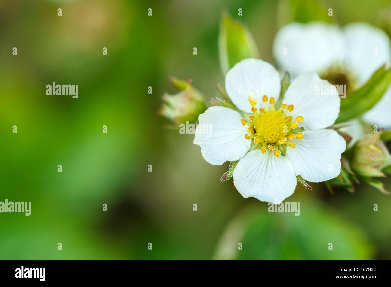 Woodland strawberry flowering Stock Photo - Alamy