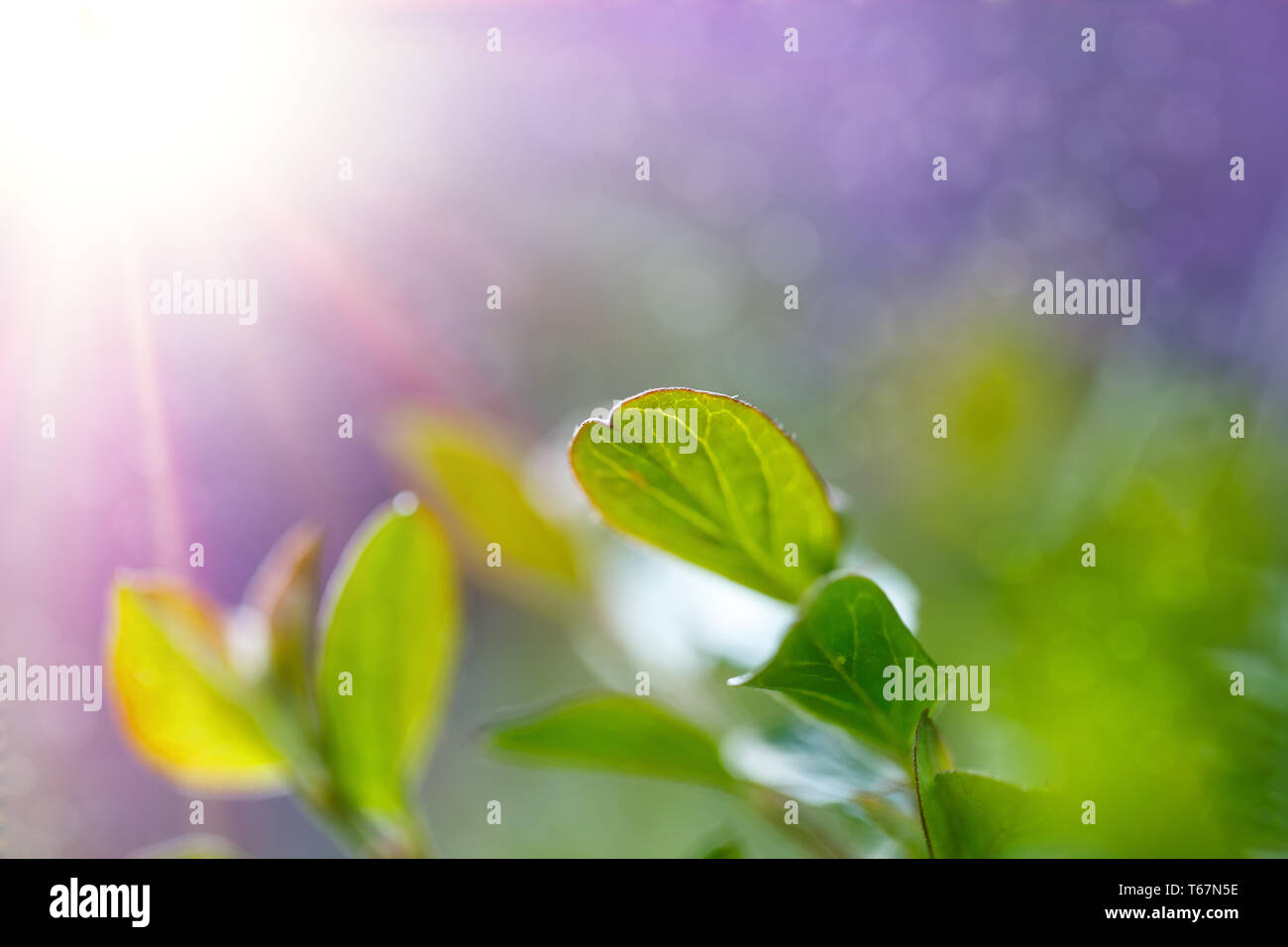 Green spring background Stock Photo - Alamy