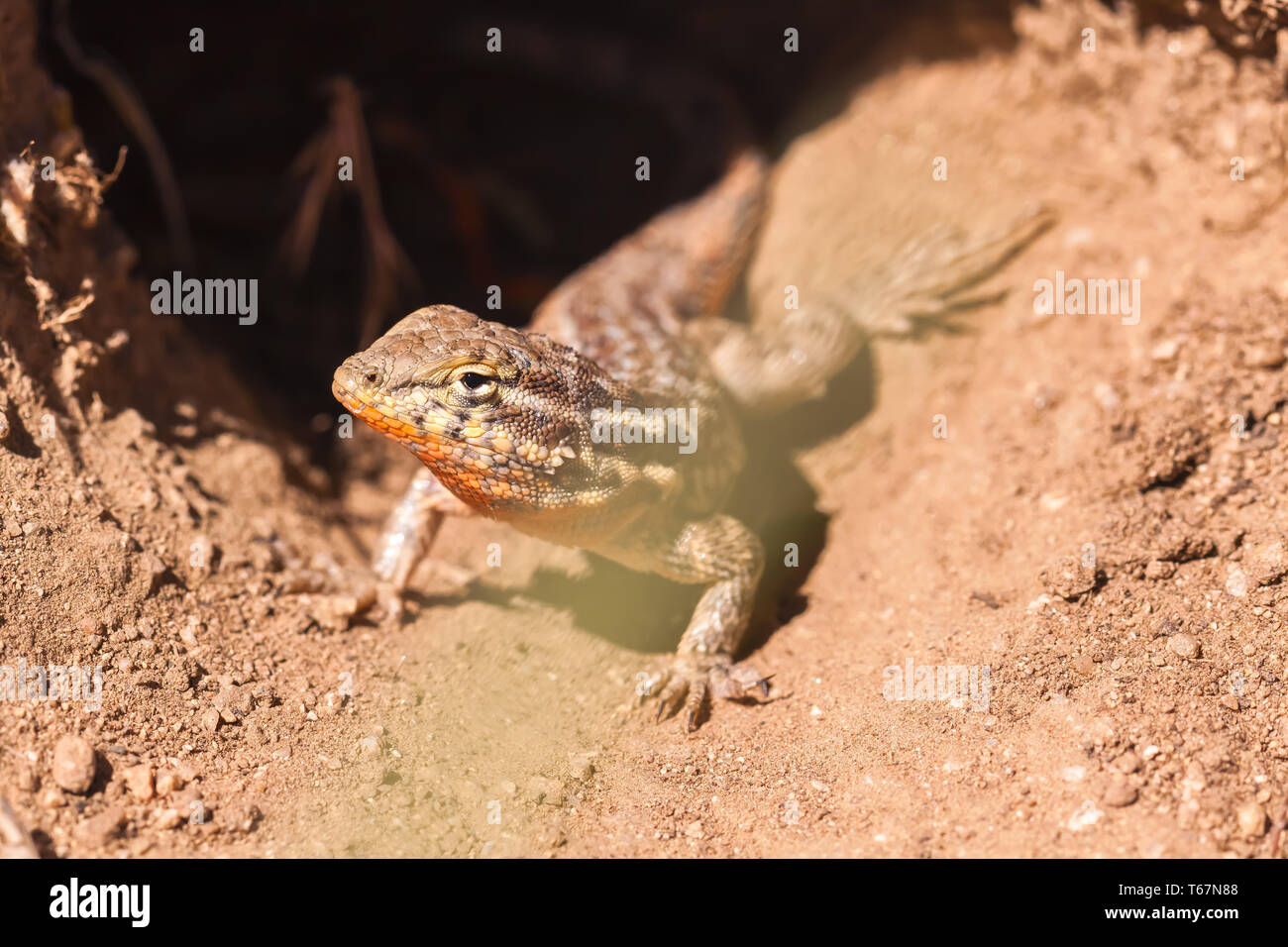 Common side-blotched lizard is sunbathing at its burrow, Antelope ...