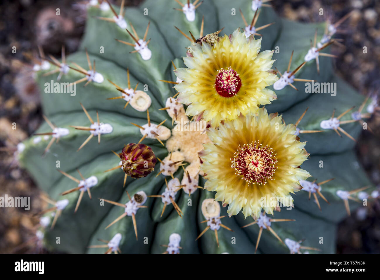 Two cactus hi-res stock photography and images - Alamy