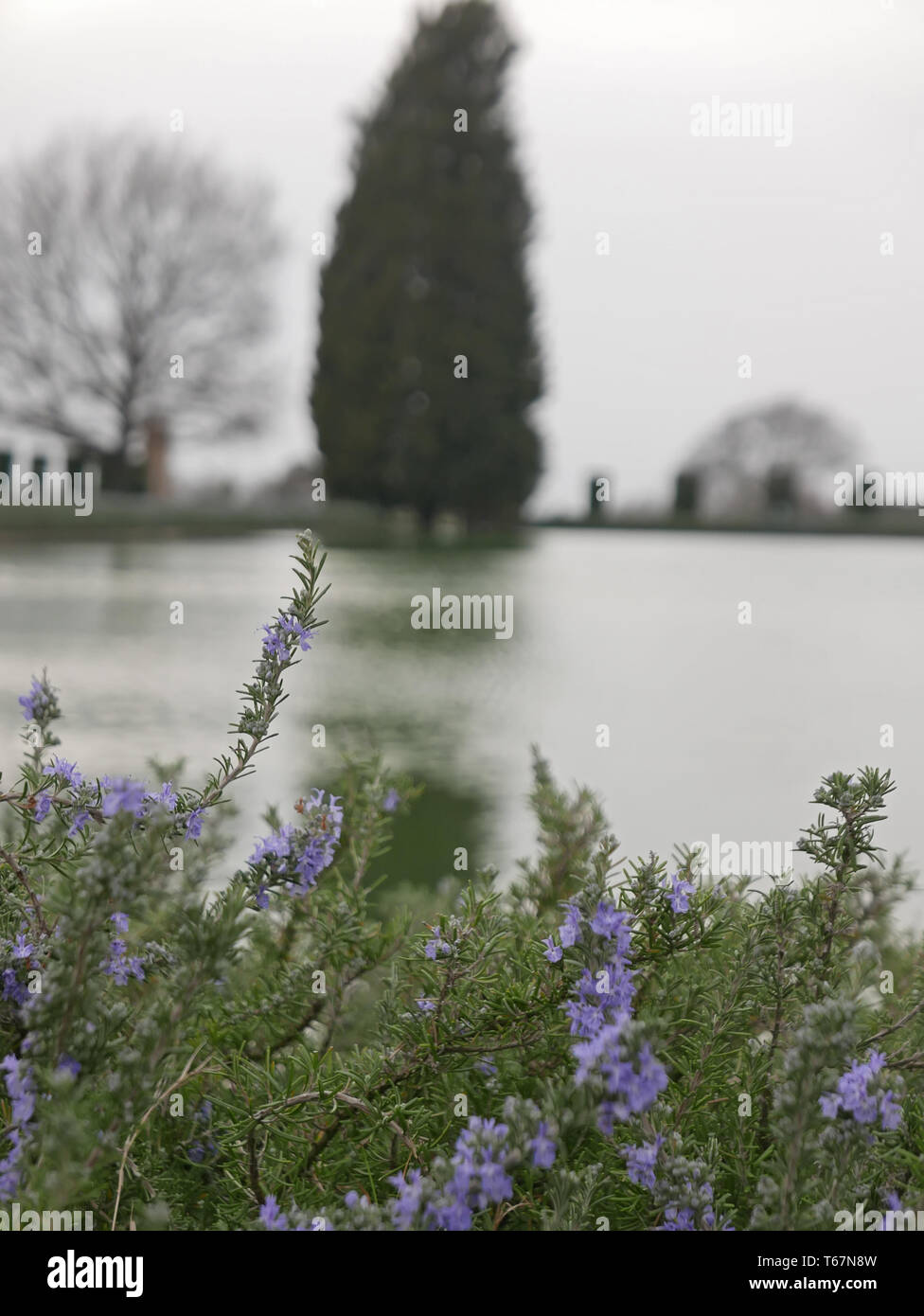 selective focus on Rosemary flowers Stock Photo - Alamy