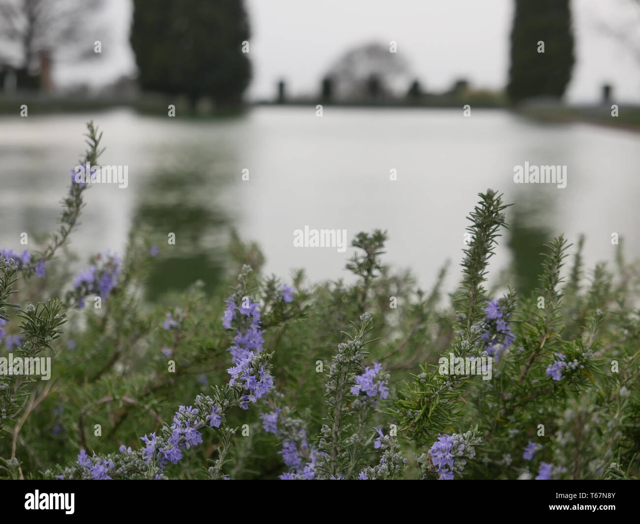 outdoor pool selective focus on Rosemary flowers Stock Photo - Alamy
