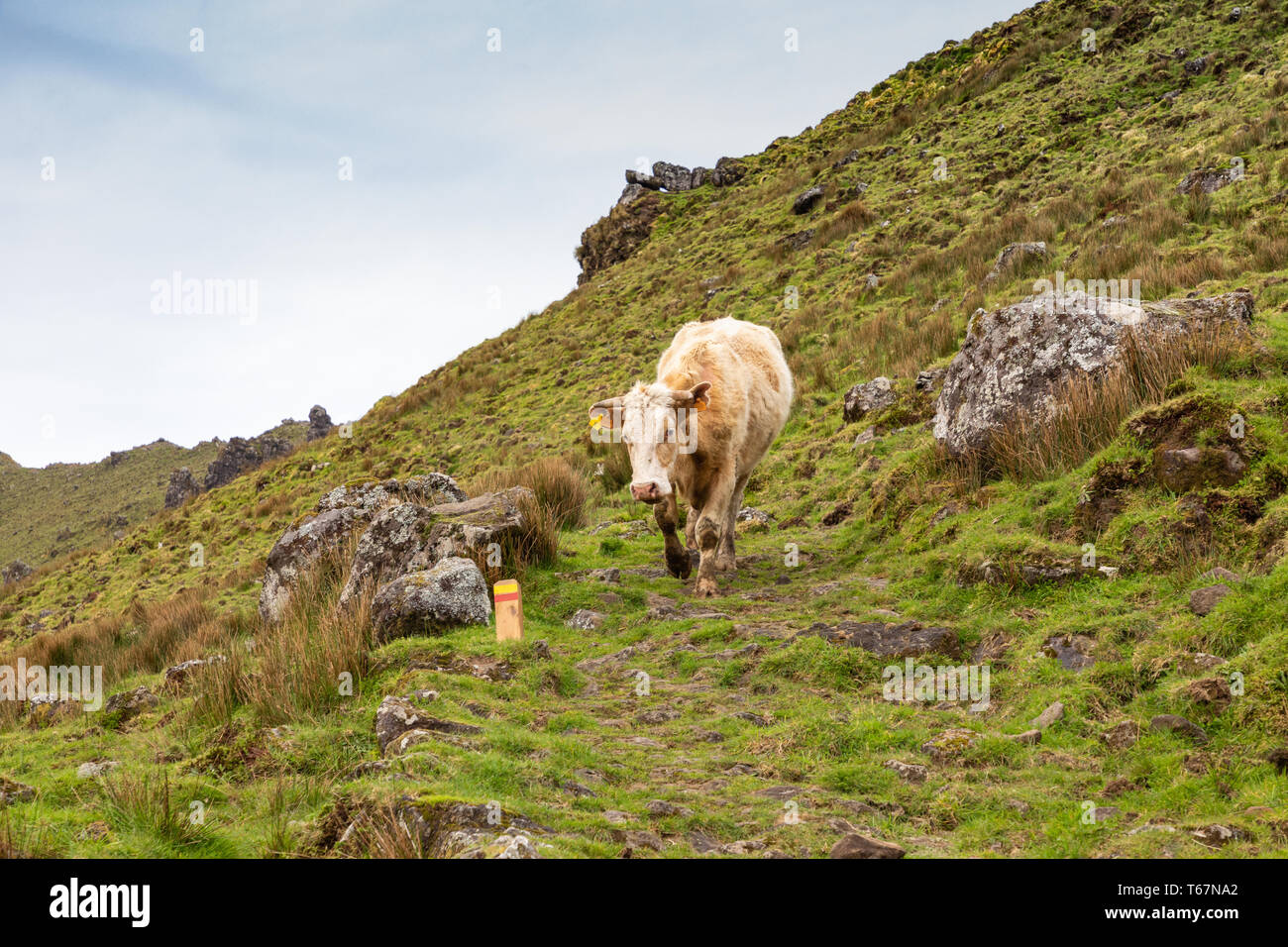 Portugal azores corvo road hi-res stock photography and images - Alamy