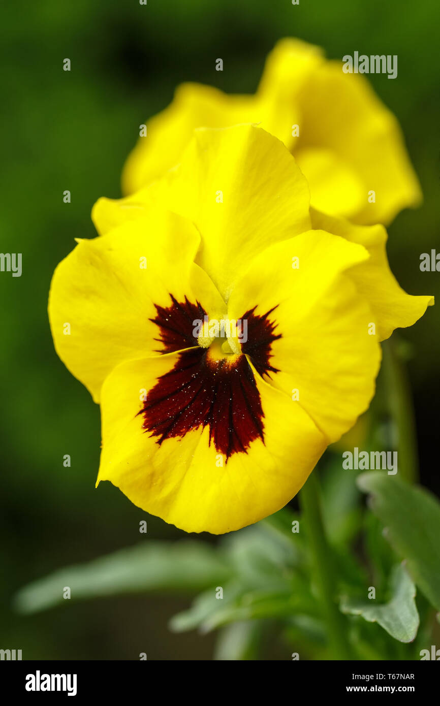 yellow pansy flowers Stock Photo - Alamy