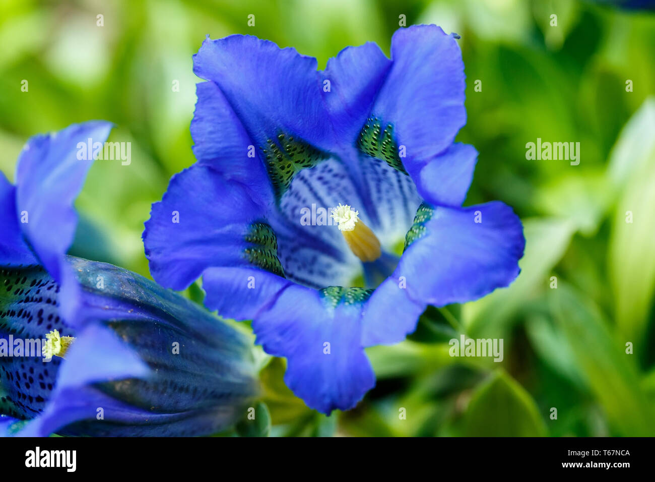 Trumpet gentiana blue spring flower in garden Stock Photo - Alamy