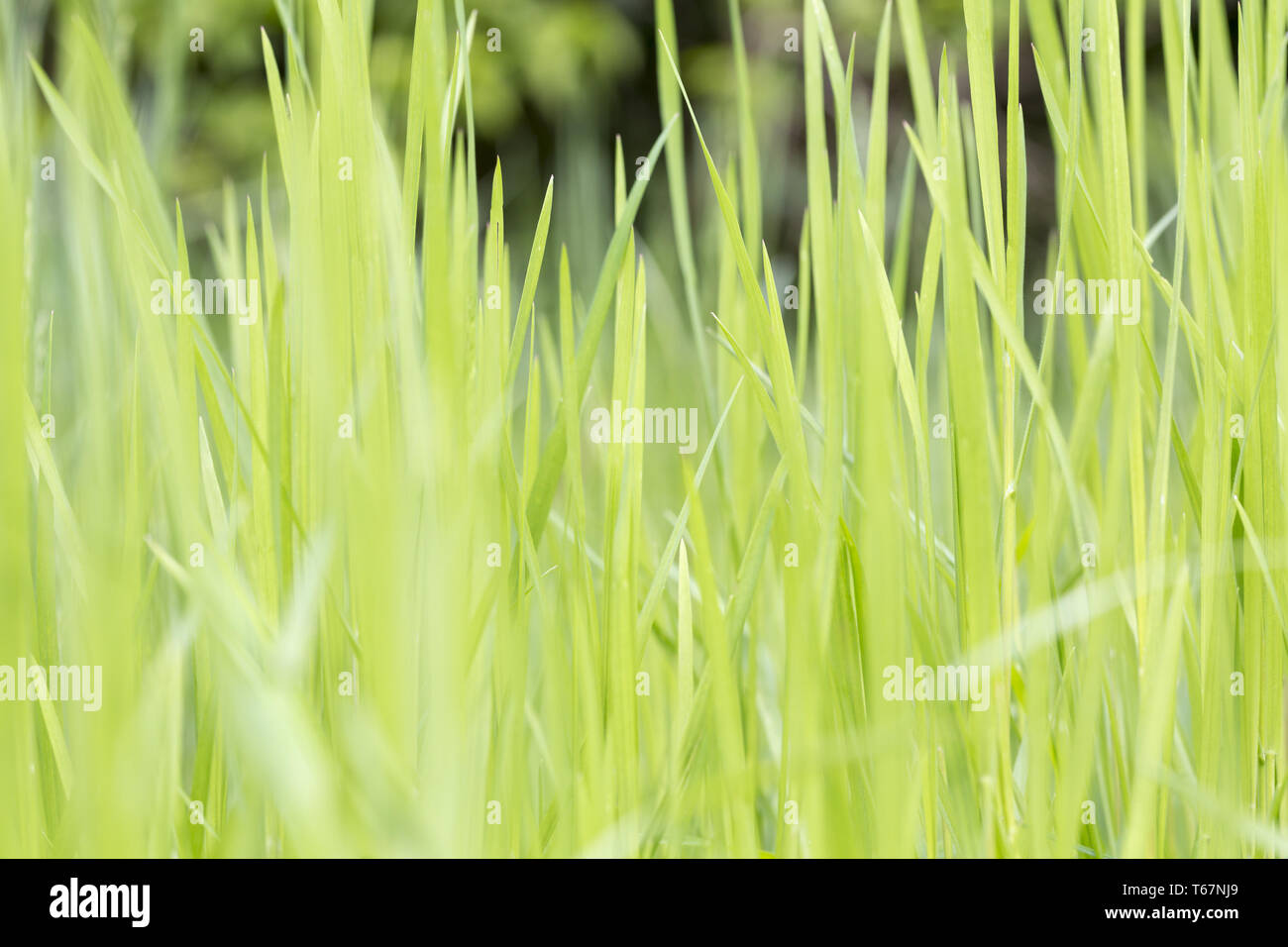 light green spring grass background Stock Photo - Alamy