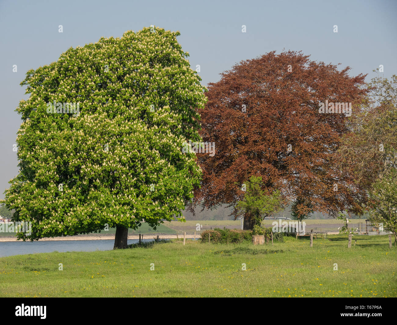 rhine river in germany Stock Photo - Alamy