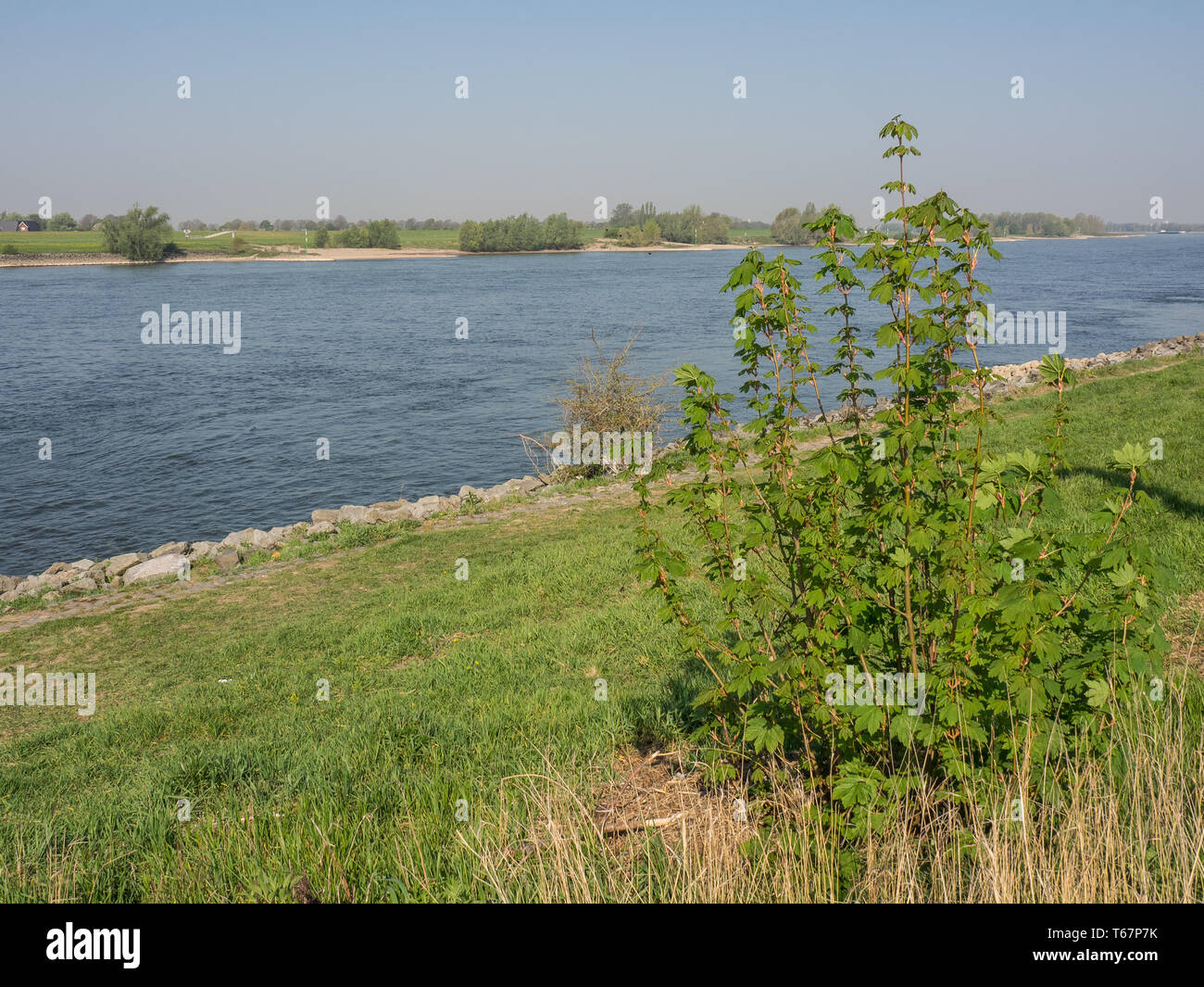 rhine river in germany Stock Photo - Alamy