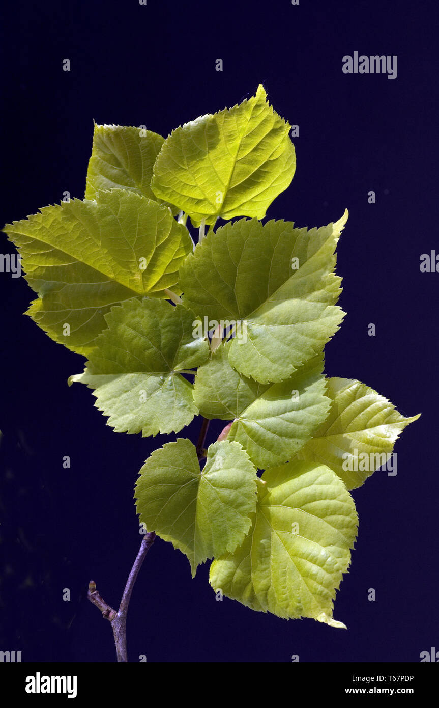 linden tree, genus tilia Stock Photo - Alamy