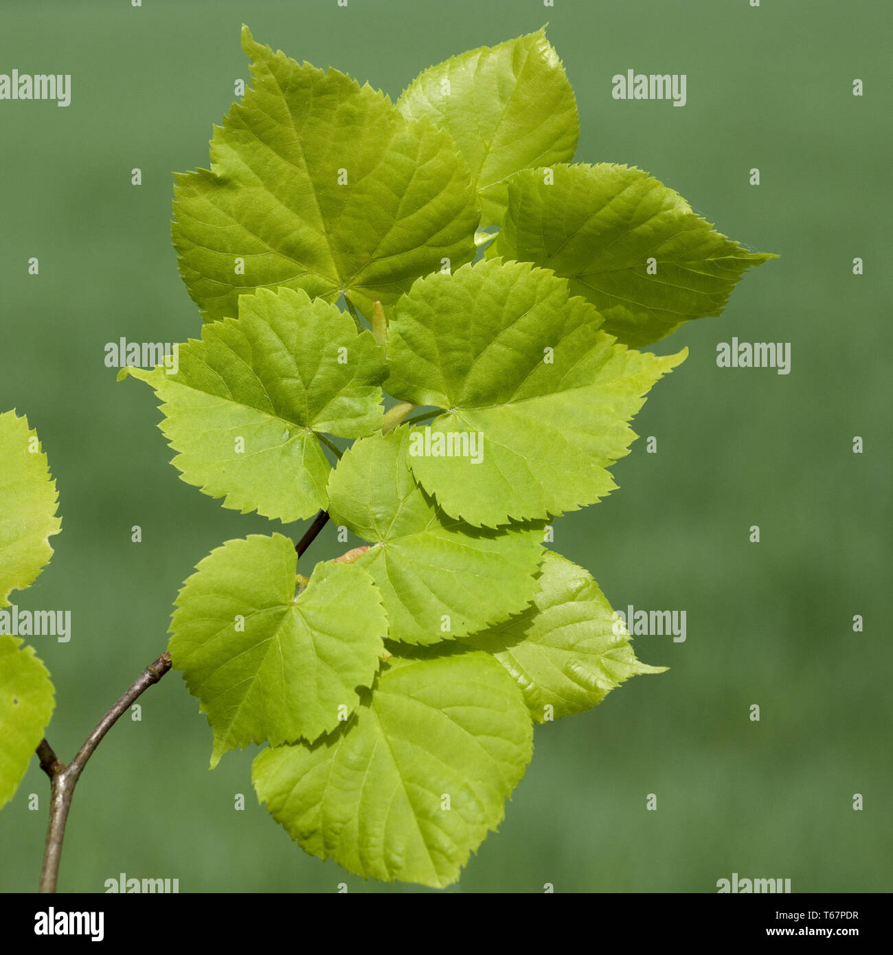 linden tree, genus tilia Stock Photo - Alamy