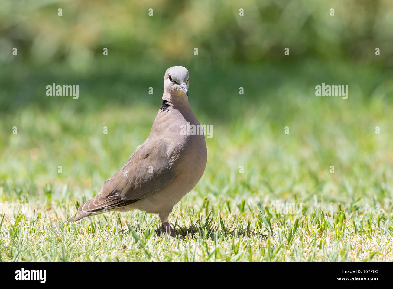 Ring necked dove hi-res stock photography and images - Alamy