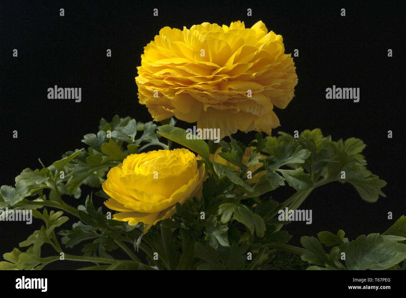 Persian buttercup, Ranunculus asiaticus Stock Photo - Alamy
