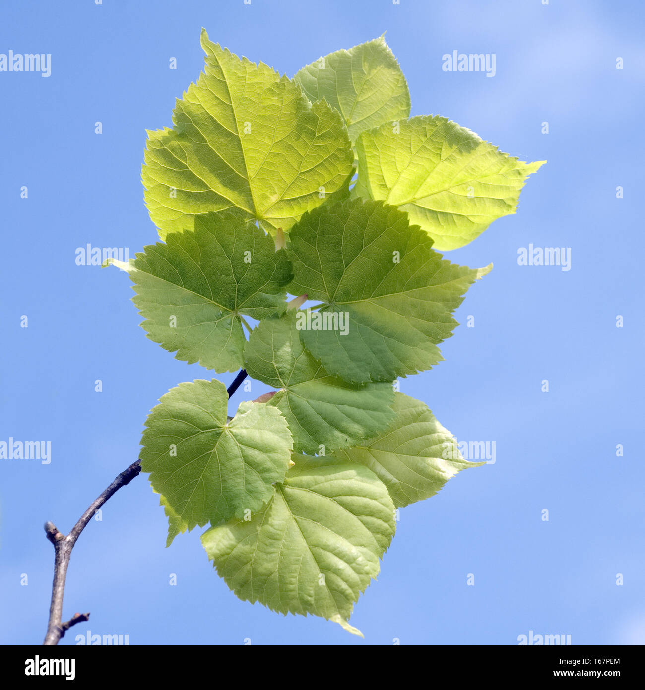 linden tree, genus tilia Stock Photo - Alamy