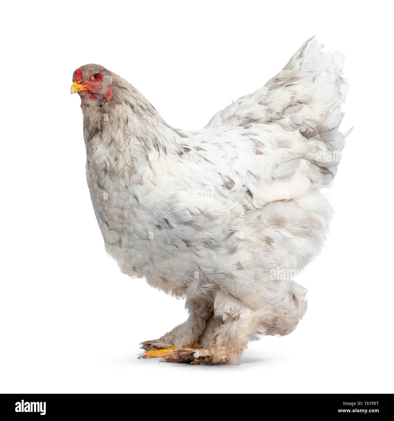 Splash colored Brahma hen, standing side ways. Isolated on white ...