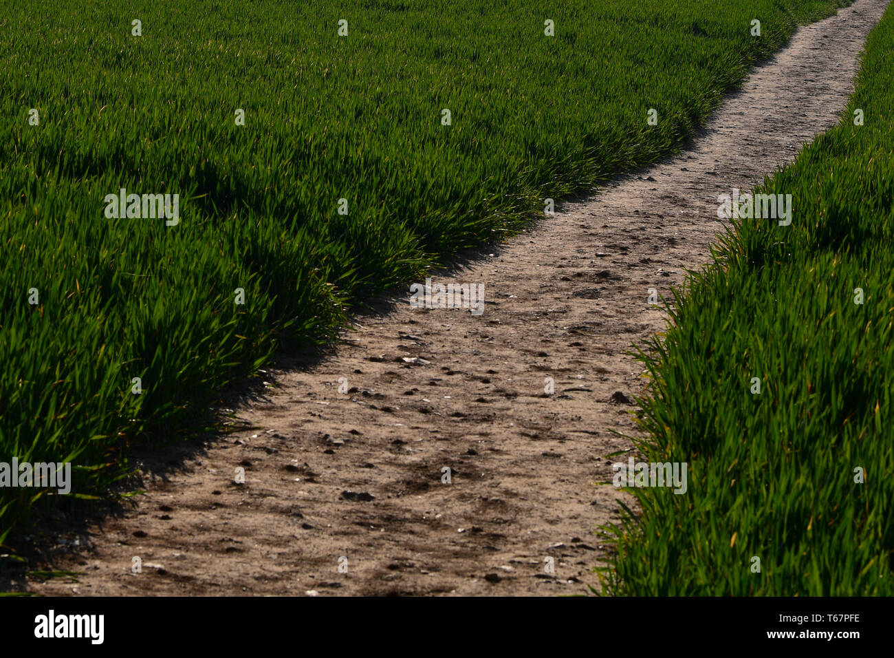 Swanmore High Resolution Stock Photography and Images - Alamy