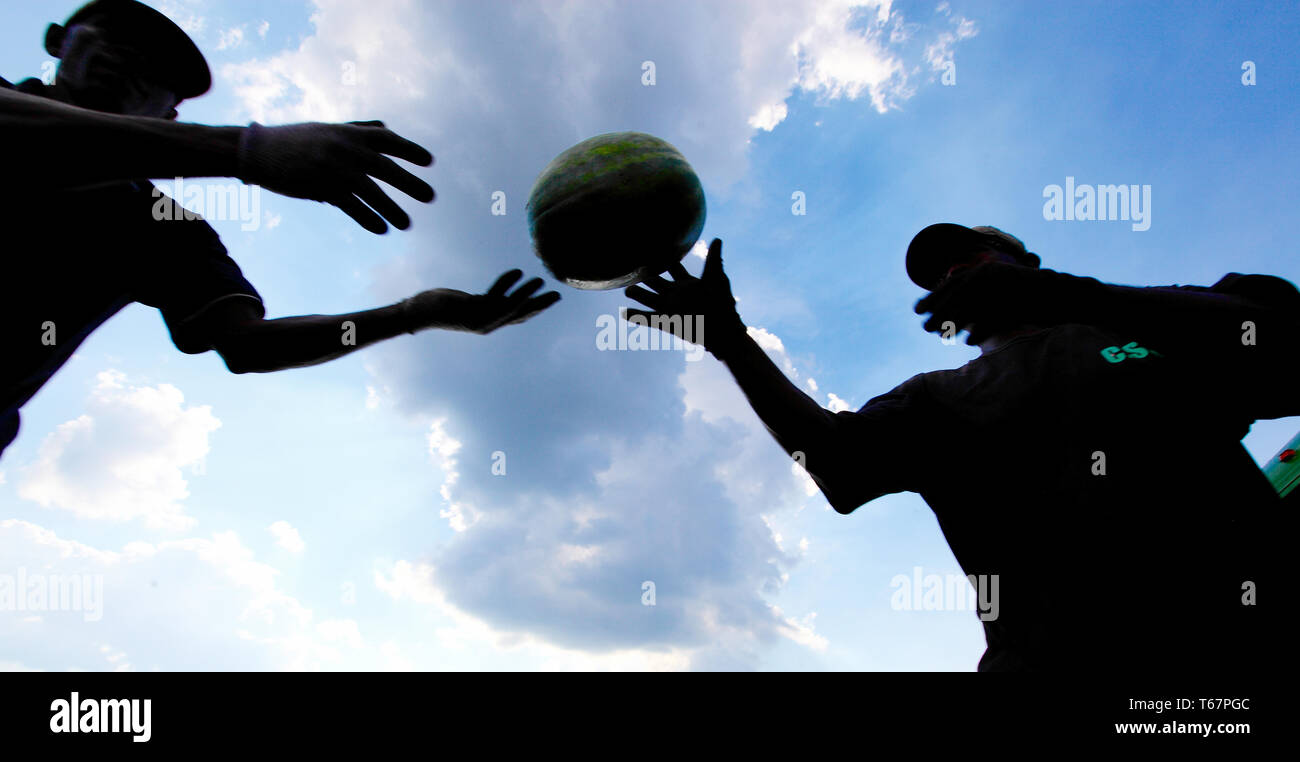 Seasonal farm hands harvest water melons at the Daren Janoswski farm in ...