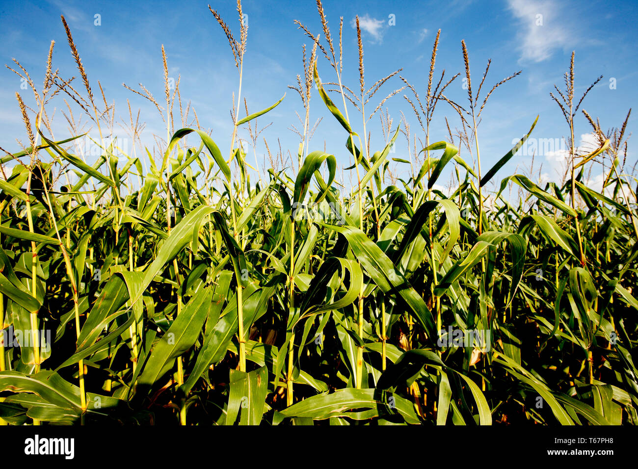 A corn field with sprouting corn plants with ways to go before harvest ...