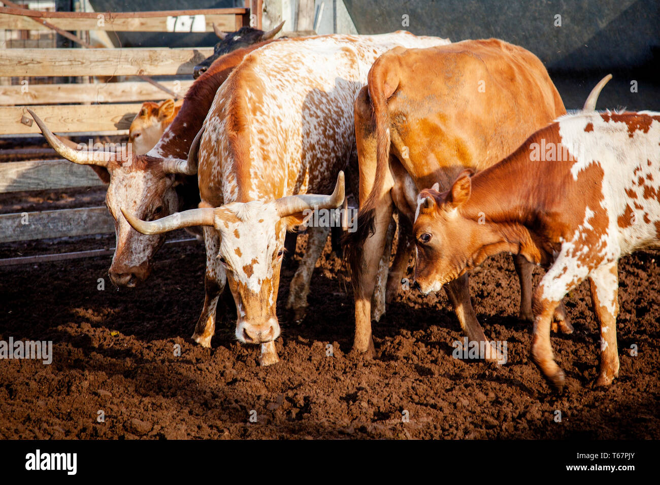 Oklahoma national stockyards, hi-res stock photography and images - Alamy