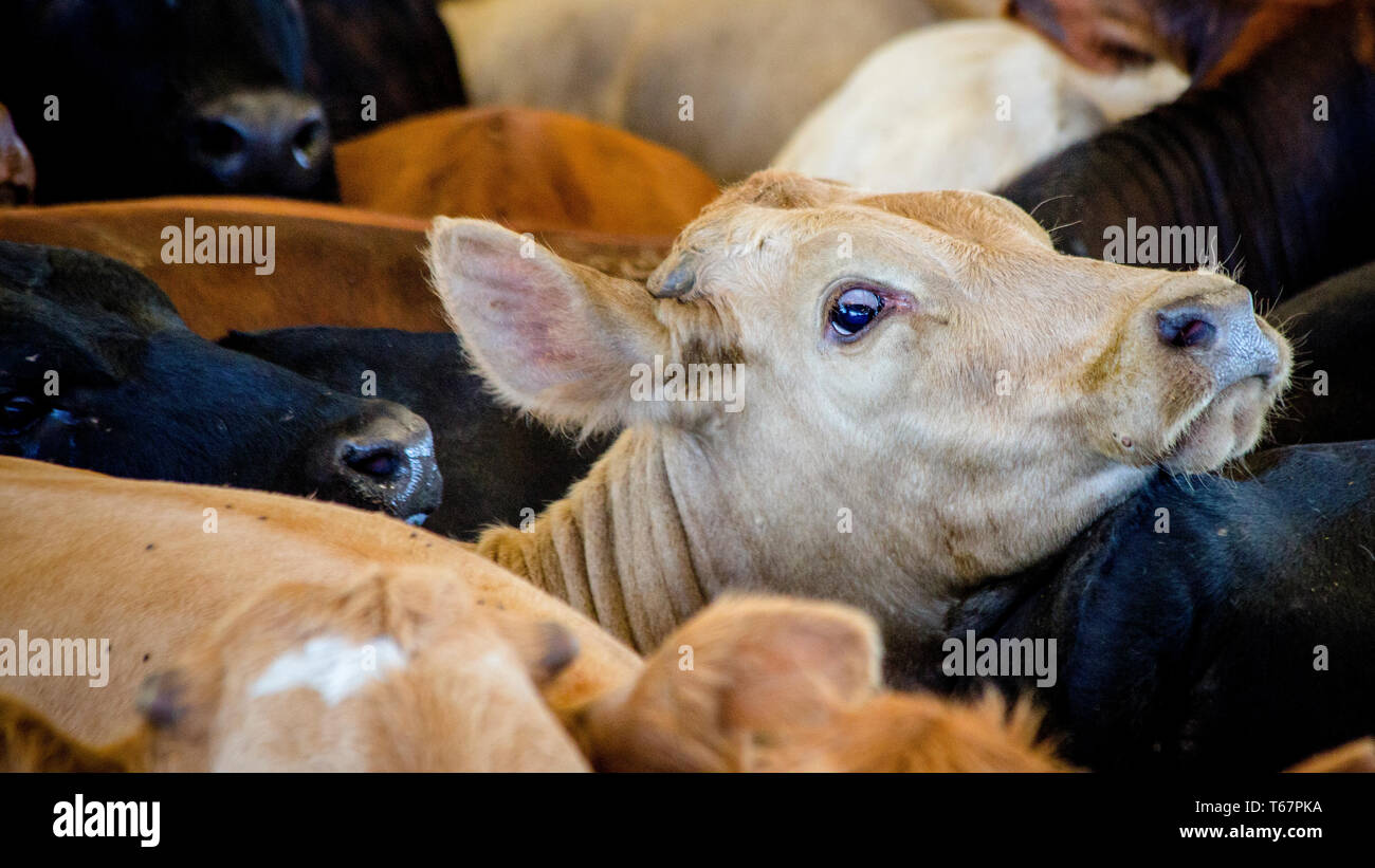 Oklahoma national stockyards, hi-res stock photography and images - Alamy