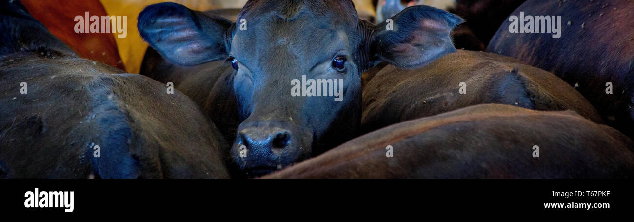 Oklahoma national stockyards, hi-res stock photography and images - Alamy