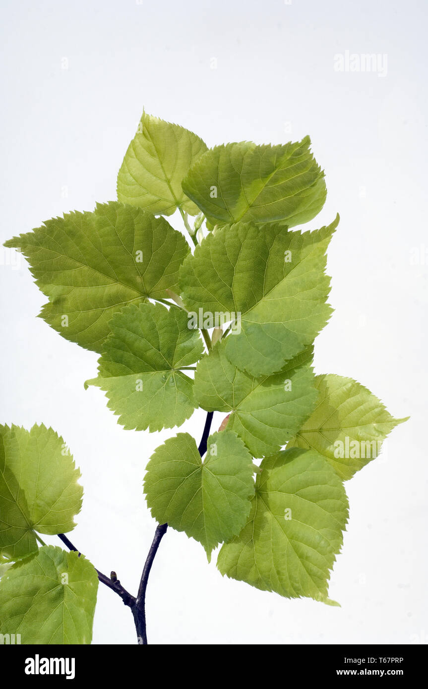 linden tree, genus tilia Stock Photo - Alamy